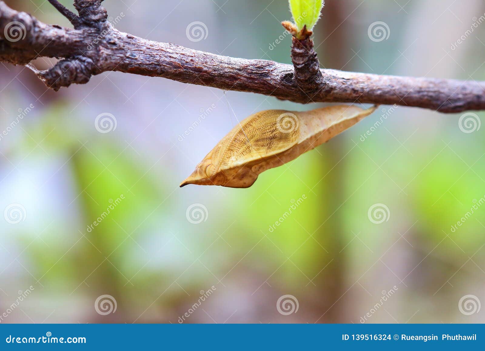 Chrysalis Butterfly stock photo. Image of chrysippus - 139516324