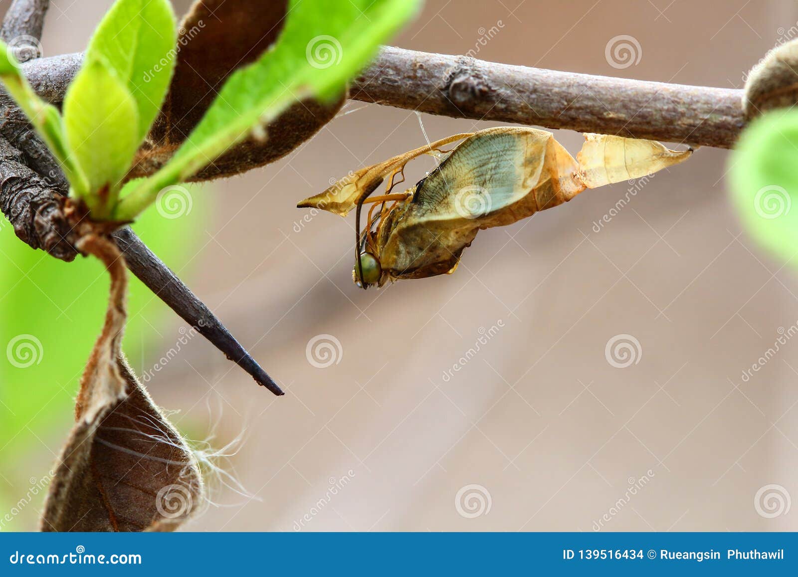 Chrysalis Butterfly stock photo. Image of caterpillar - 139516434