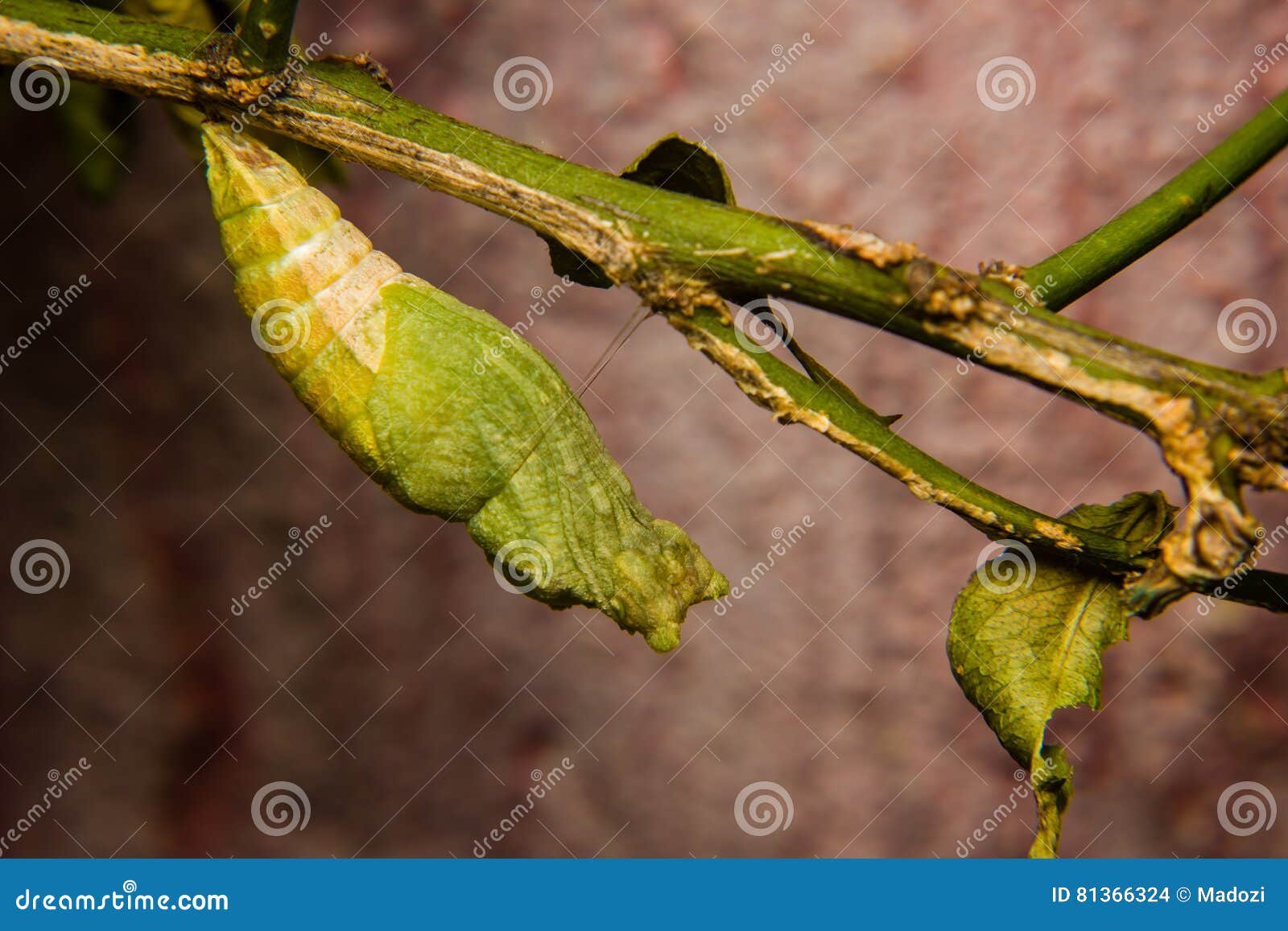 Chrysalis of butterfly stock photo. Image of green, entomology - 81366324