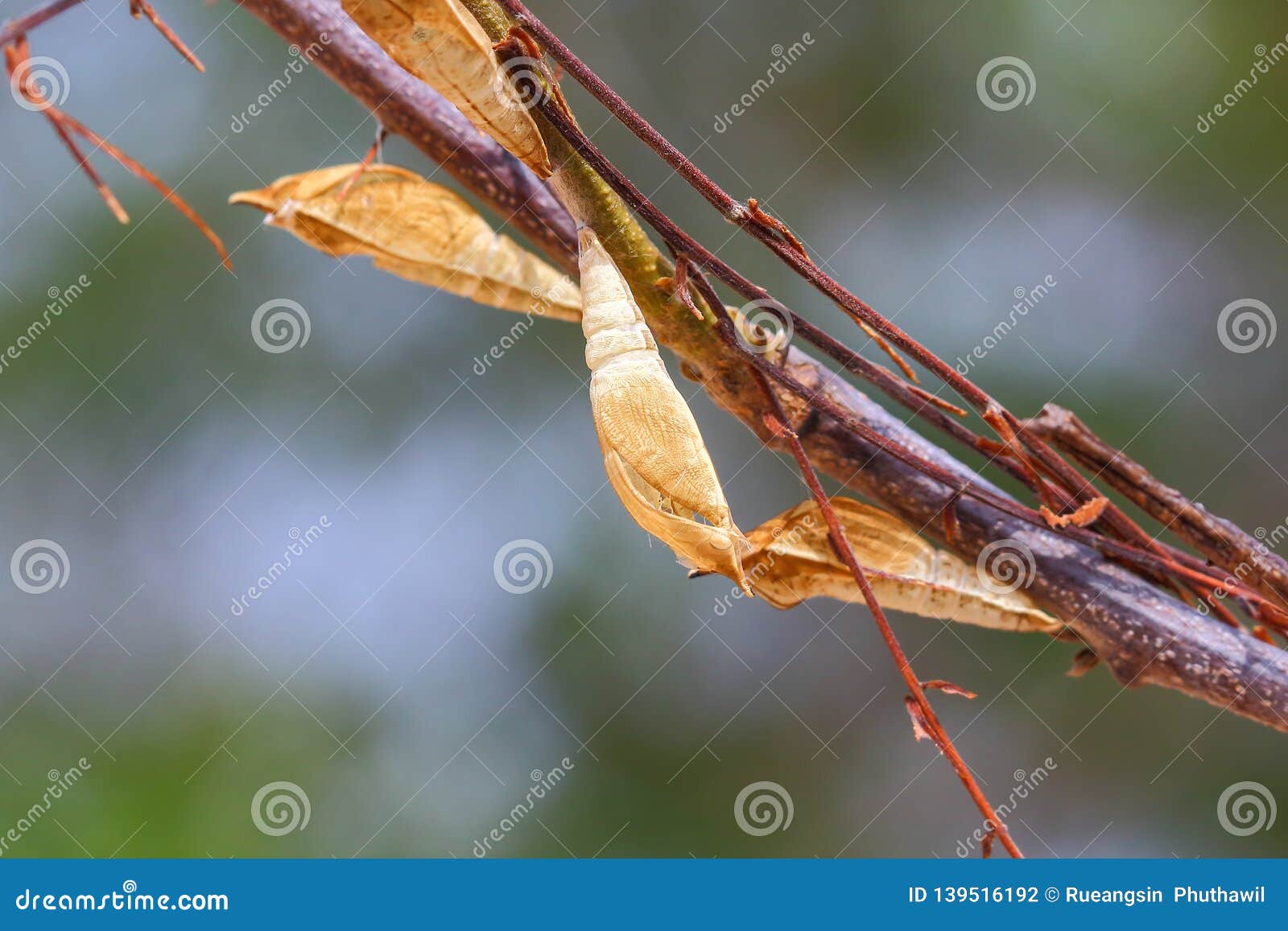 Chrysalis Butterfly stock photo. Image of chrysalis - 139516192