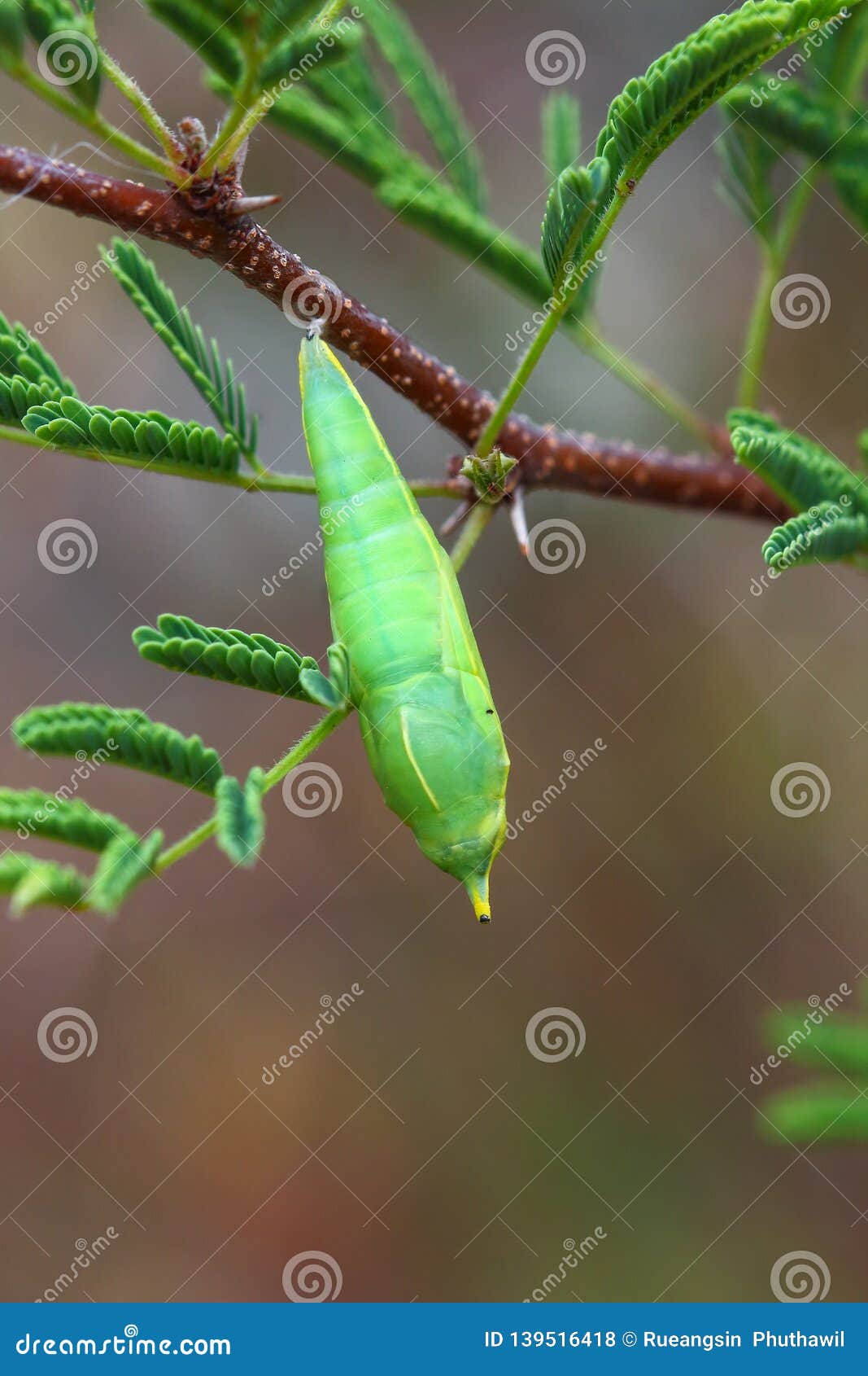 Chrysalis Butterfly stock photo. Image of instar, nature - 139516418