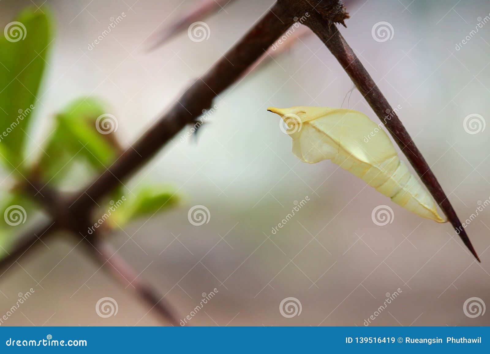Chrysalis Butterfly stock image. Image of nature, jungle - 139516419