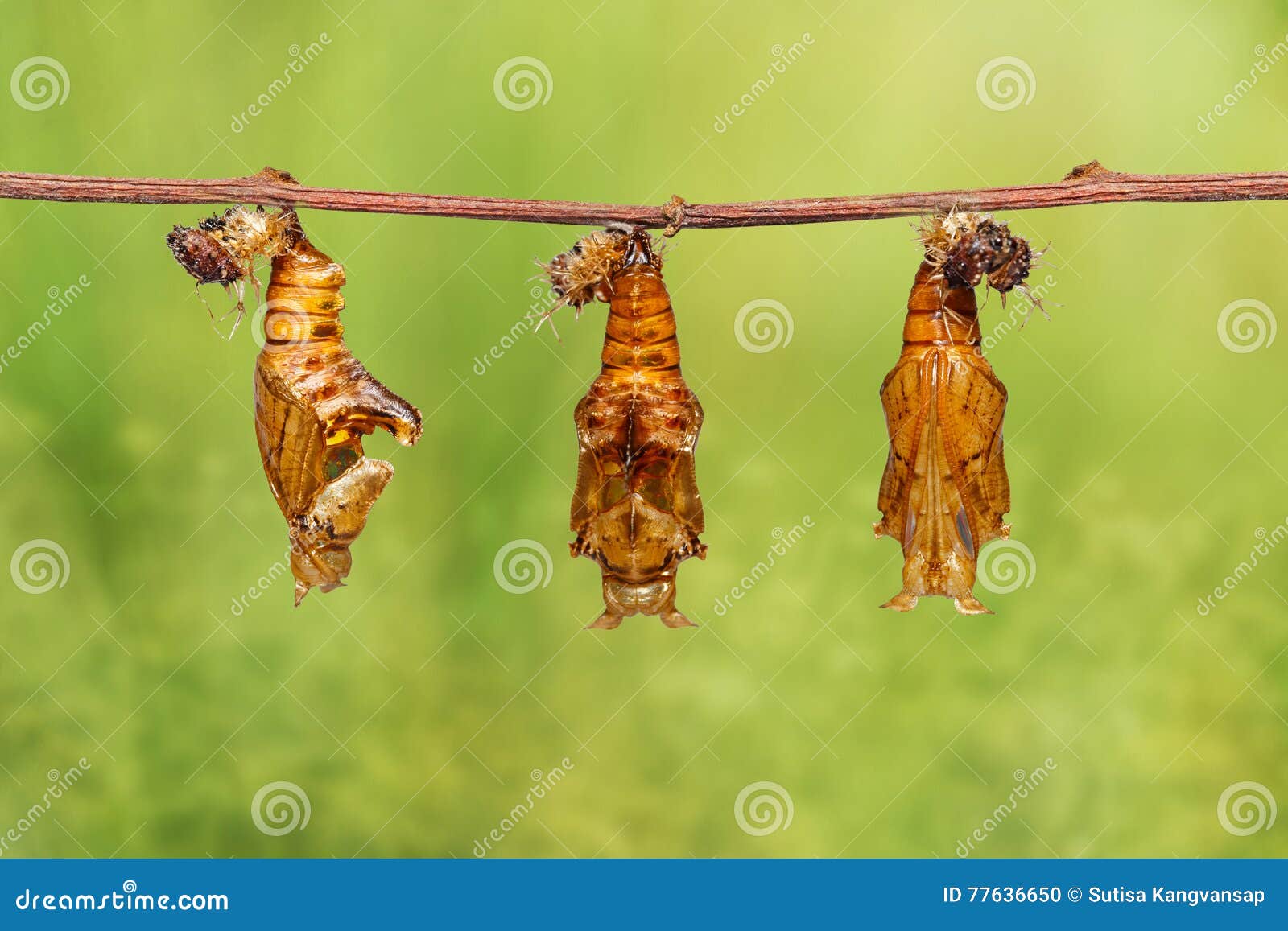 Chrysalis of Colour Segeant Butterfly with Skin Stock Photo - Image of ...