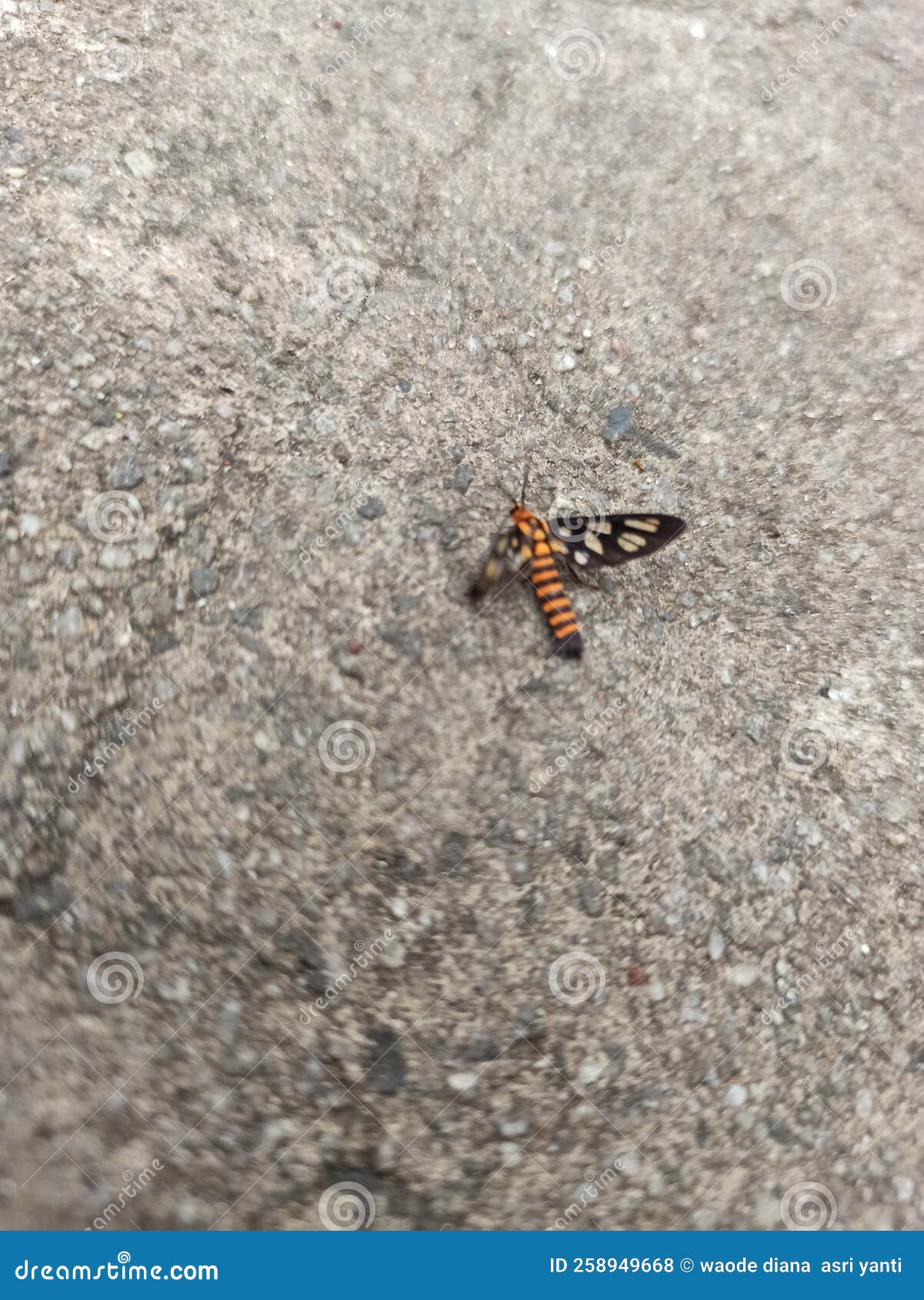 Chrysalis feel so free stock photo. Image of chrysalis - 258949668