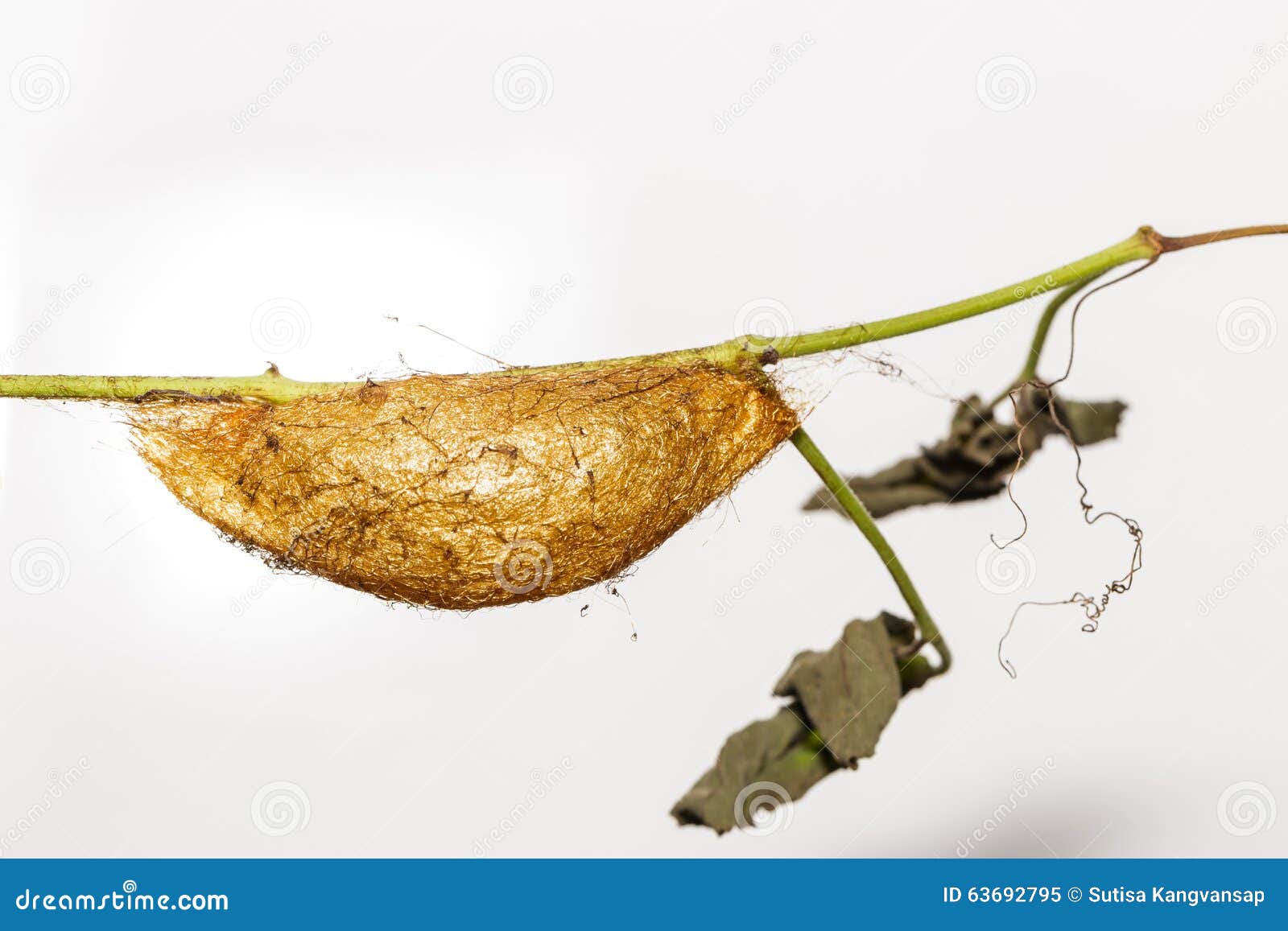 Chrysalis of Golden Emperor Moth ( Loepa Sikkima ) Stock Image - Image ...