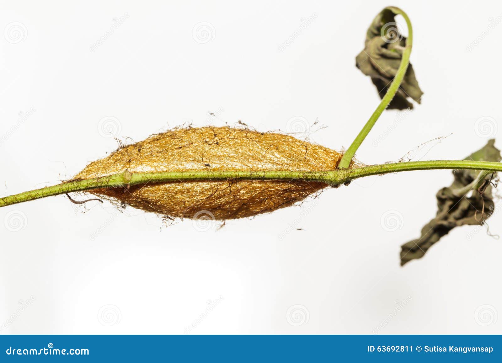 Chrysalis of Golden Emperor Moth ( Loepa Sikkima ) Stock Image - Image ...