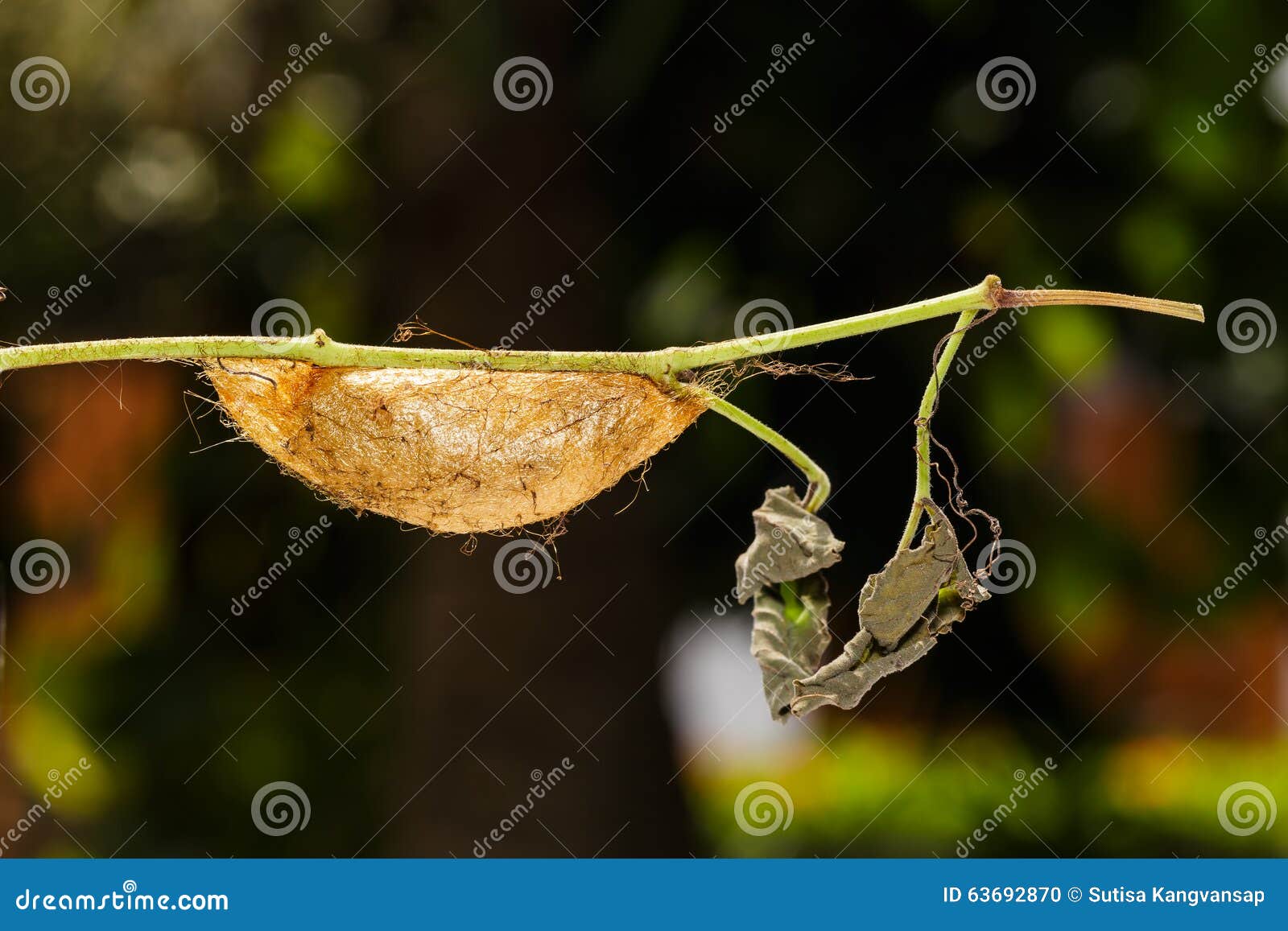 Chrysalis of Golden Emperor Moth ( Loepa Sikkima ) Stock Photo - Image ...
