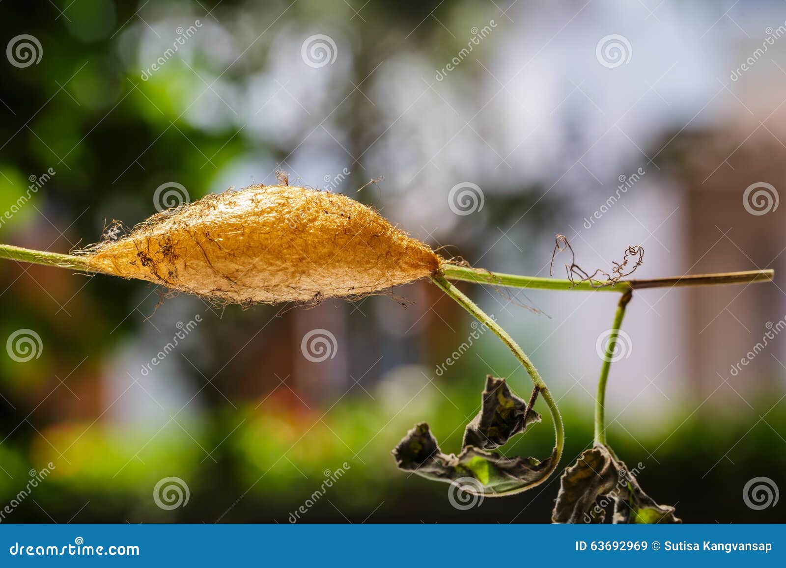 Chrysalis of Golden Emperor Moth ( Loepa Sikkima ) Stock Image - Image ...