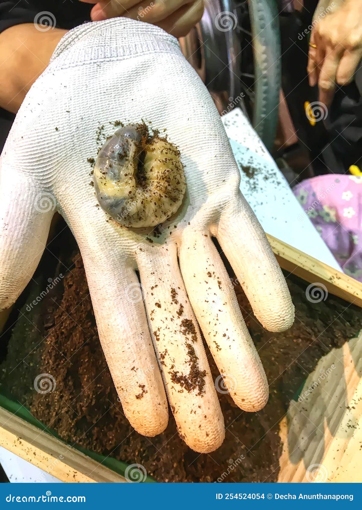 Pupa in hand stock photo. Image of beetle, crust, beginning - 254524054