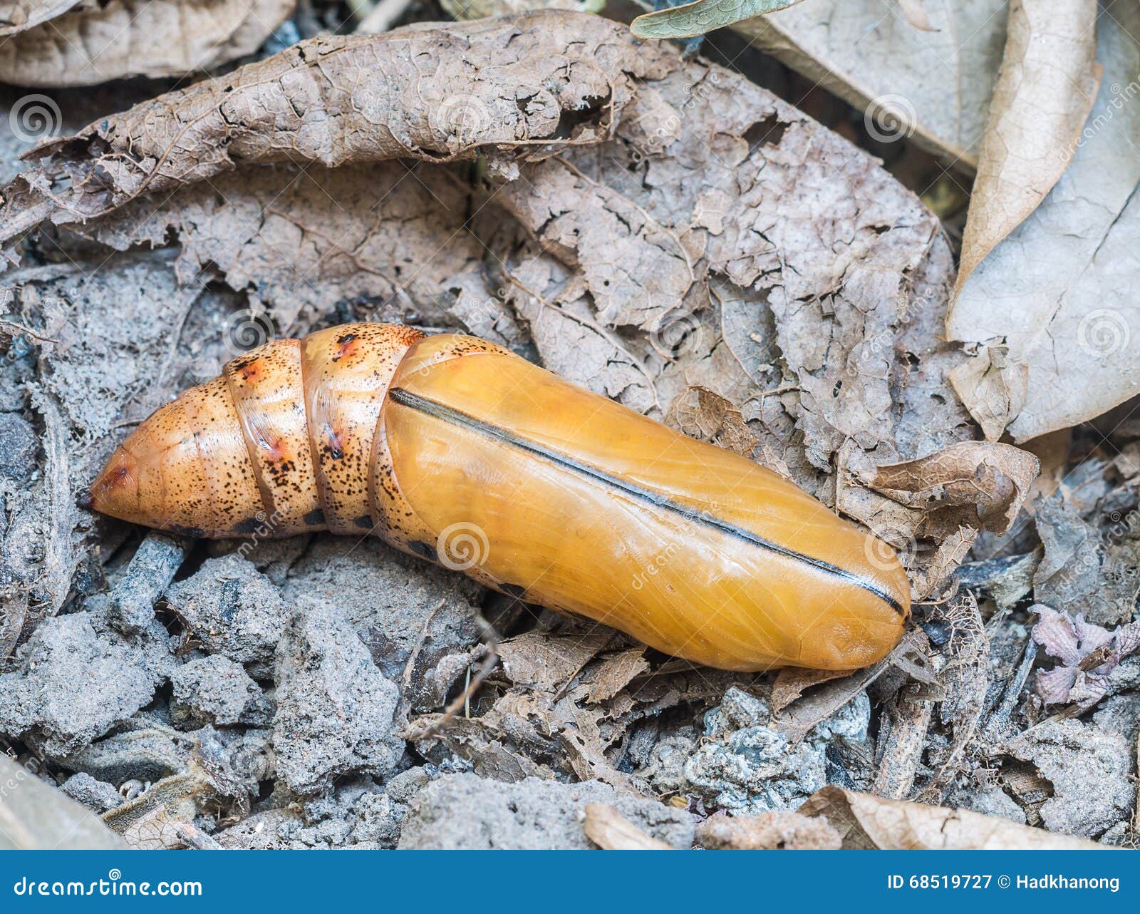 Chrysalis of Moth on Dry Leaf Stock Image - Image of wild, silken: 68519727