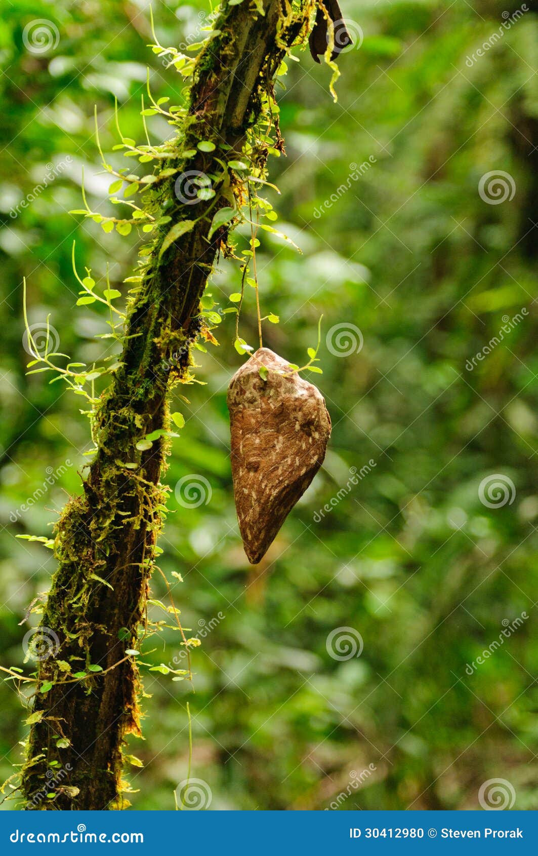 Chrysalis in a Rain Forest Tree Stock Photo - Image of rain, amazon ...