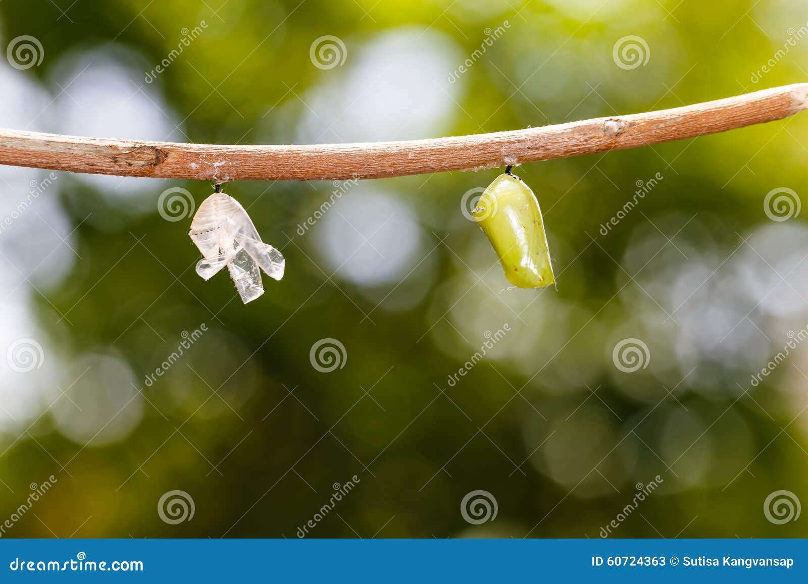 Chrysalis and Shell of Common Tiger Butterfly Stock Image - Image of ...