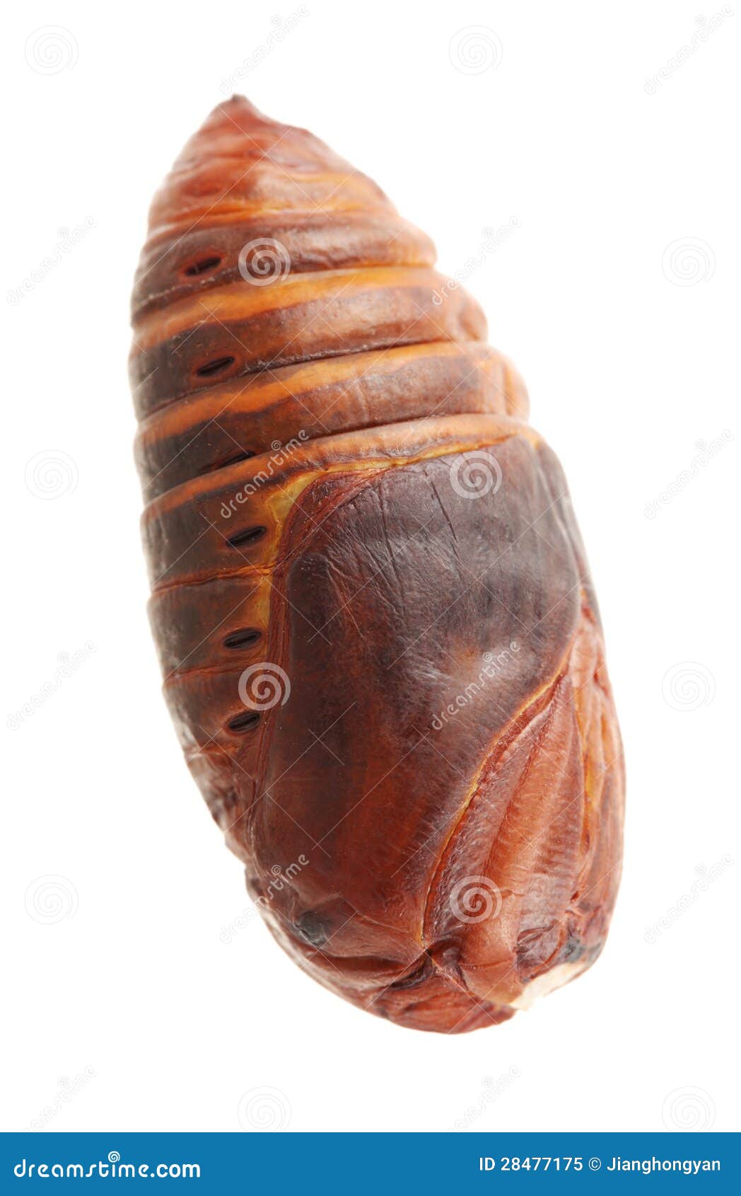Chrysalis silkworm stock image. Image of food, peacock - 28477175