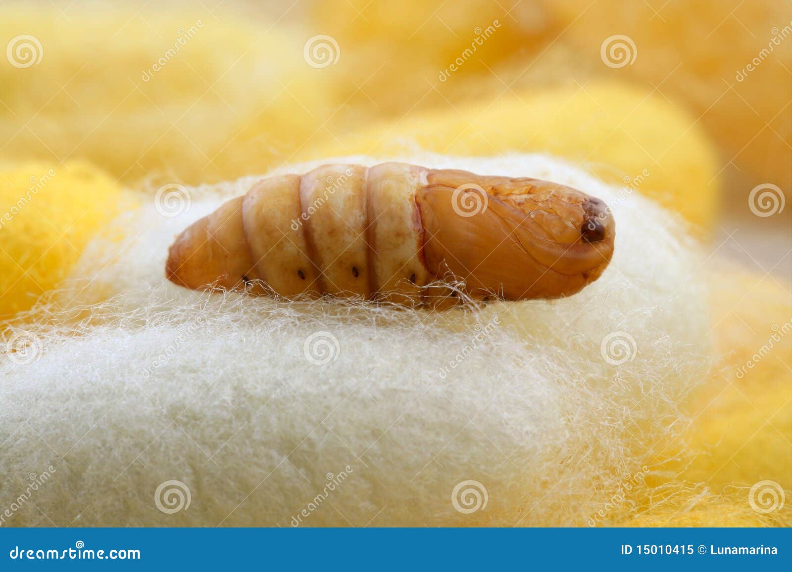 Chrysalis Silkworm On Silk Worm Cocoon Royalty-Free Stock Photo ...