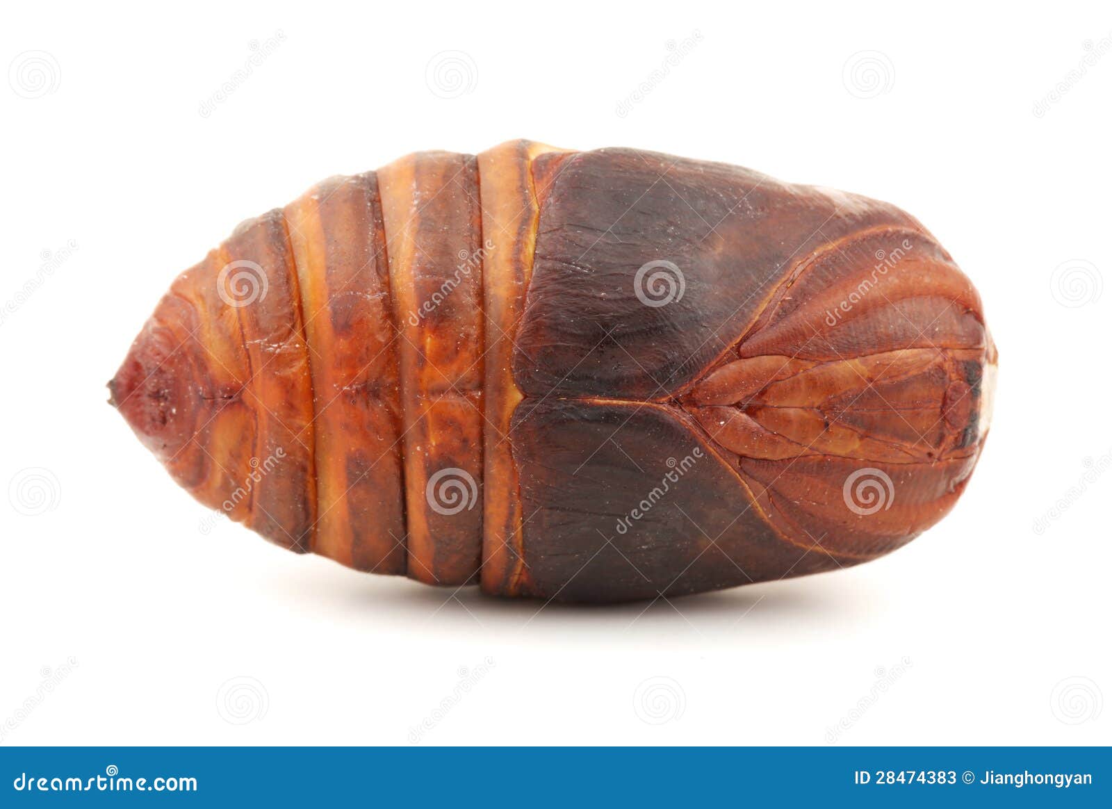 Chrysalis Silkworm On Silk Worm Cocoon Royalty-Free Stock Photography ...
