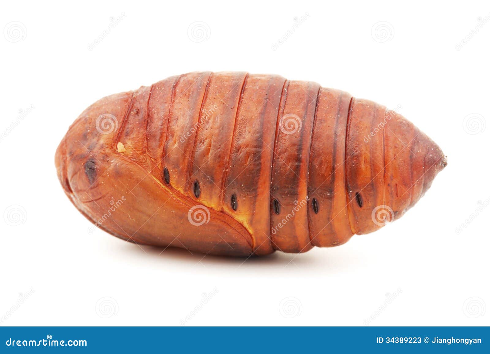 Chrysalis Silkworm , Silk Worm Cocoon Stock Image - Image of saturnia ...
