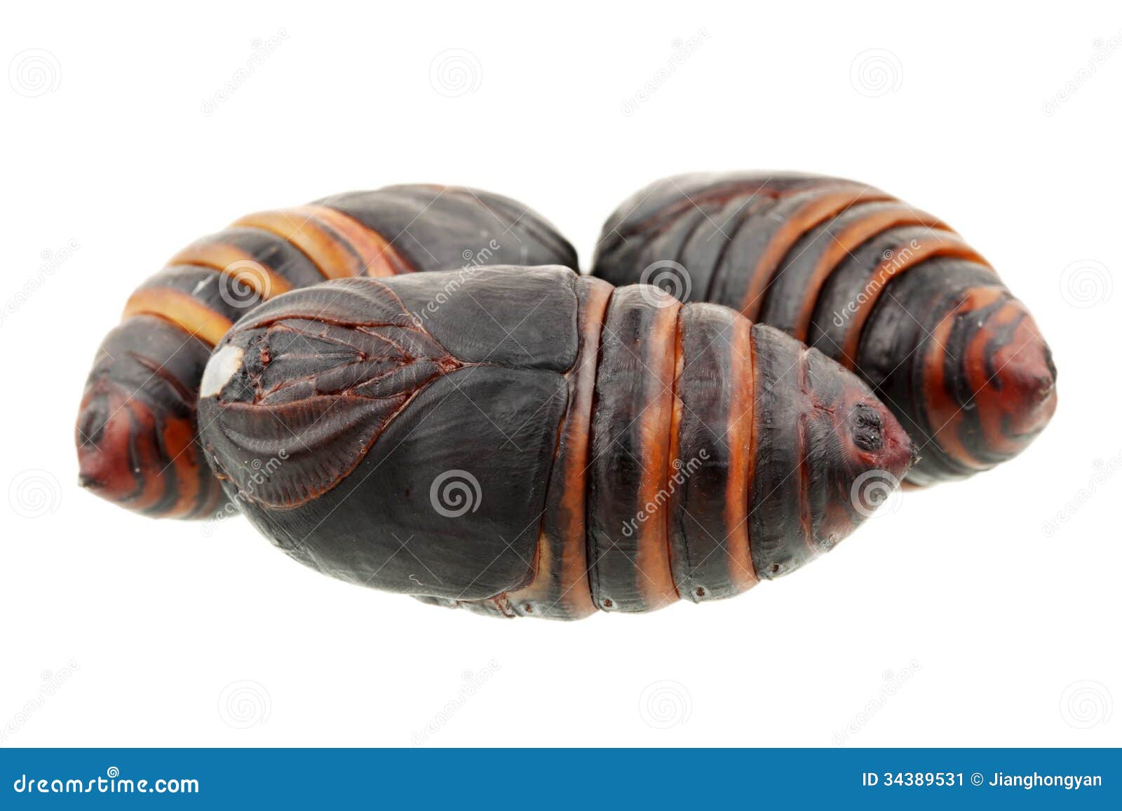 Chrysalis Silkworm On Silk Worm Cocoon Royalty-Free Stock Photography ...