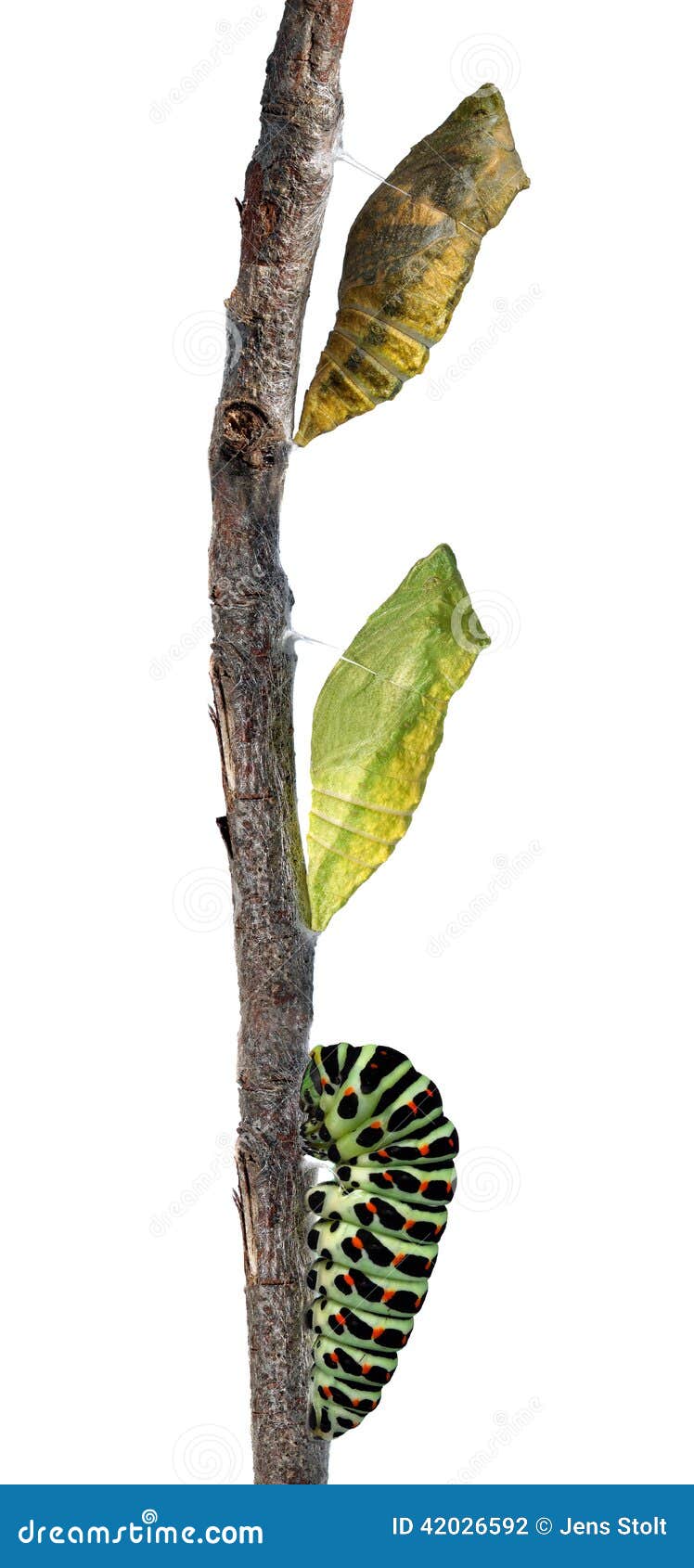 Chrysalis of the Swallowtail Stock Photo - Image of pupa, life: 42026592