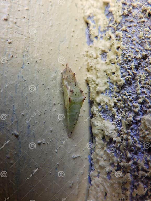 Chrysalis stock image. Image of insect, wildlife, arthropod - 42594399