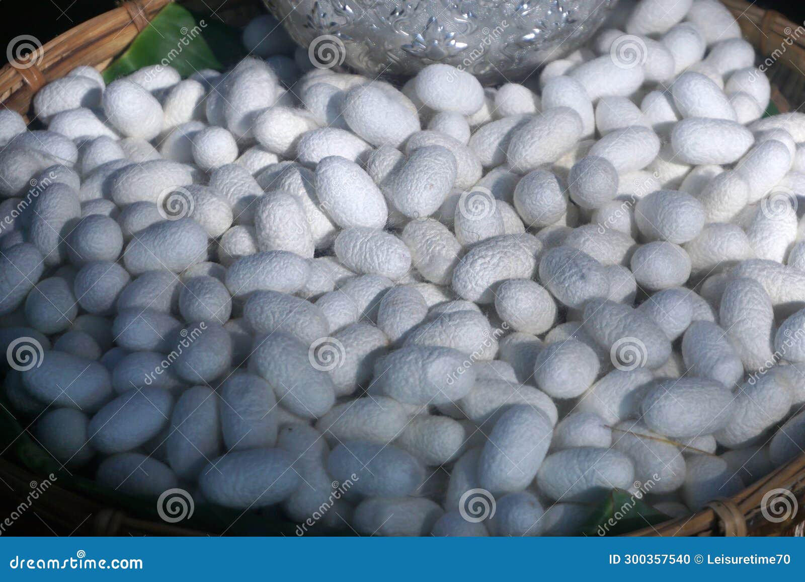 White Silkworm In Cocoon Stage On Weave Craft Stock Photo ...
