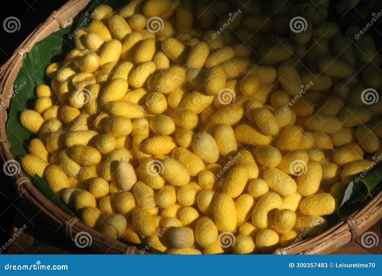 Chrysalis Yellow Silkworm Cocoons Stock Image - Image of texture ...