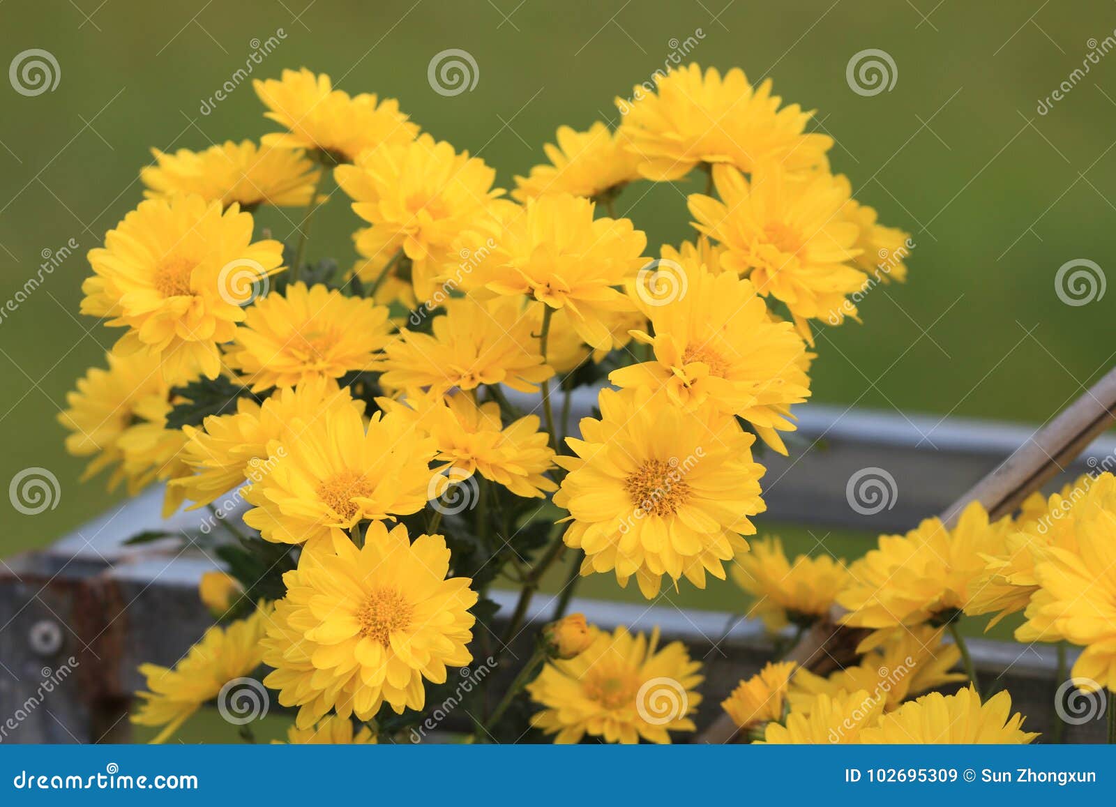 Chrysant stock afbeelding. Image of bloem, gebruik, betekenis - 102695309