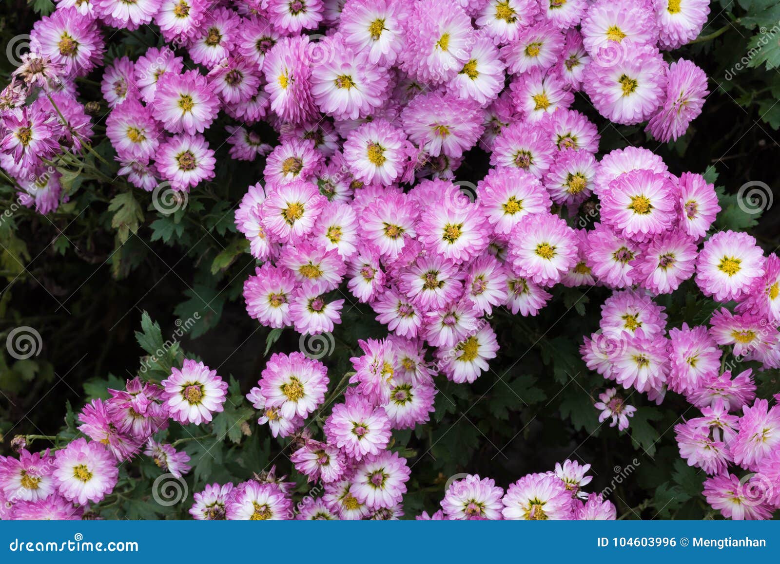 Chrysant stock foto. Image of najaar, bladeren, eeuwigdurend - 104603996
