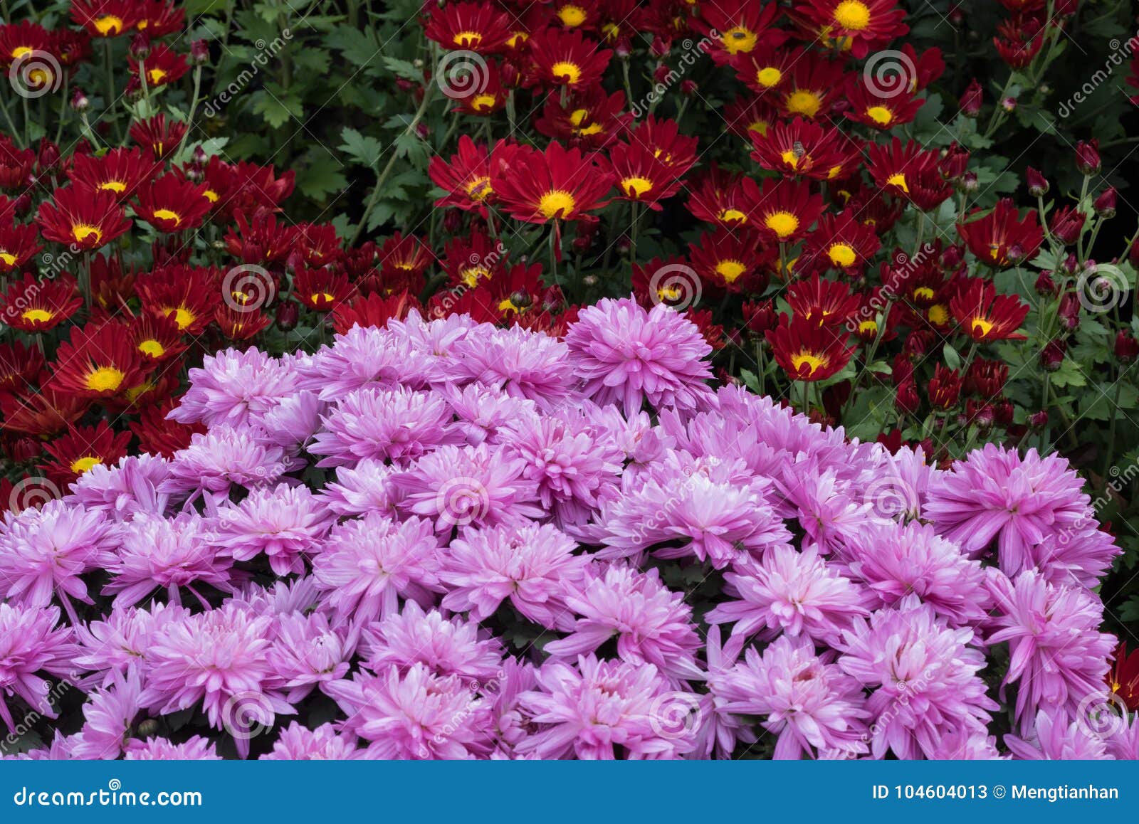 Chrysant stock afbeelding. Image of resultaat, toegevoegd - 104604013