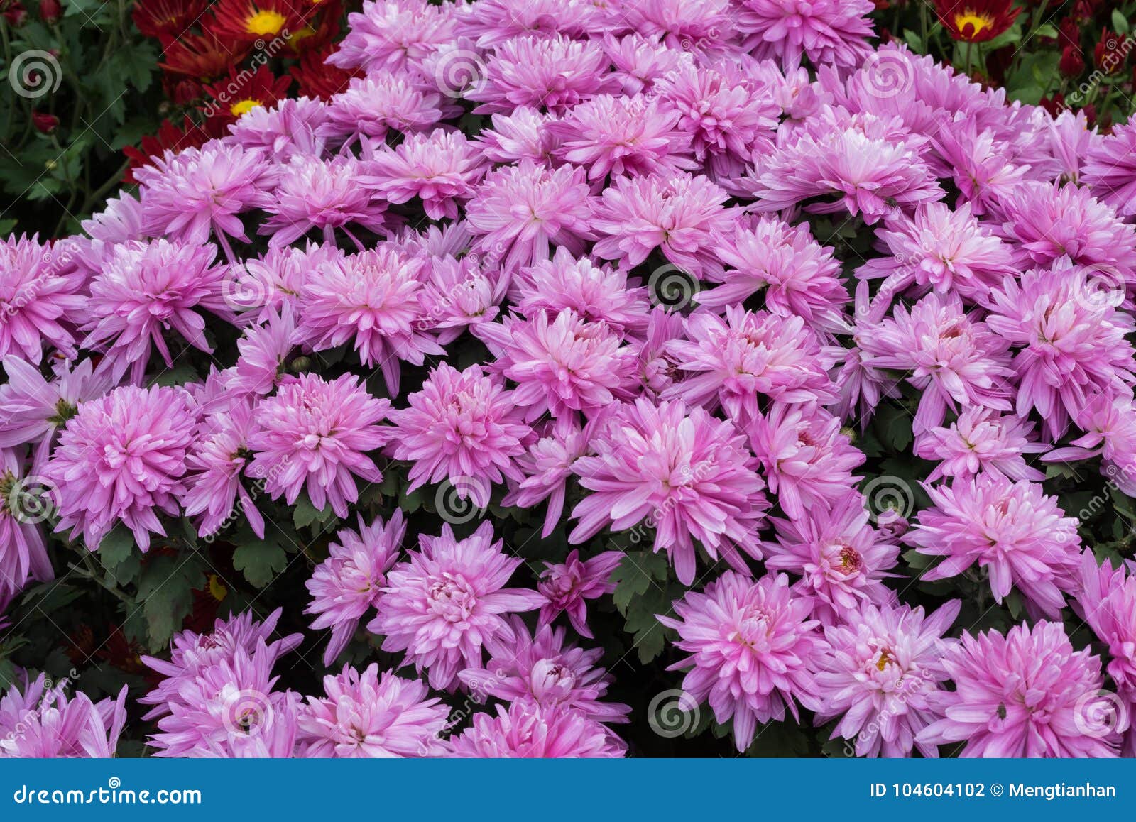Chrysant stock foto. Afbeelding bestaande uit eivormig - 104604102