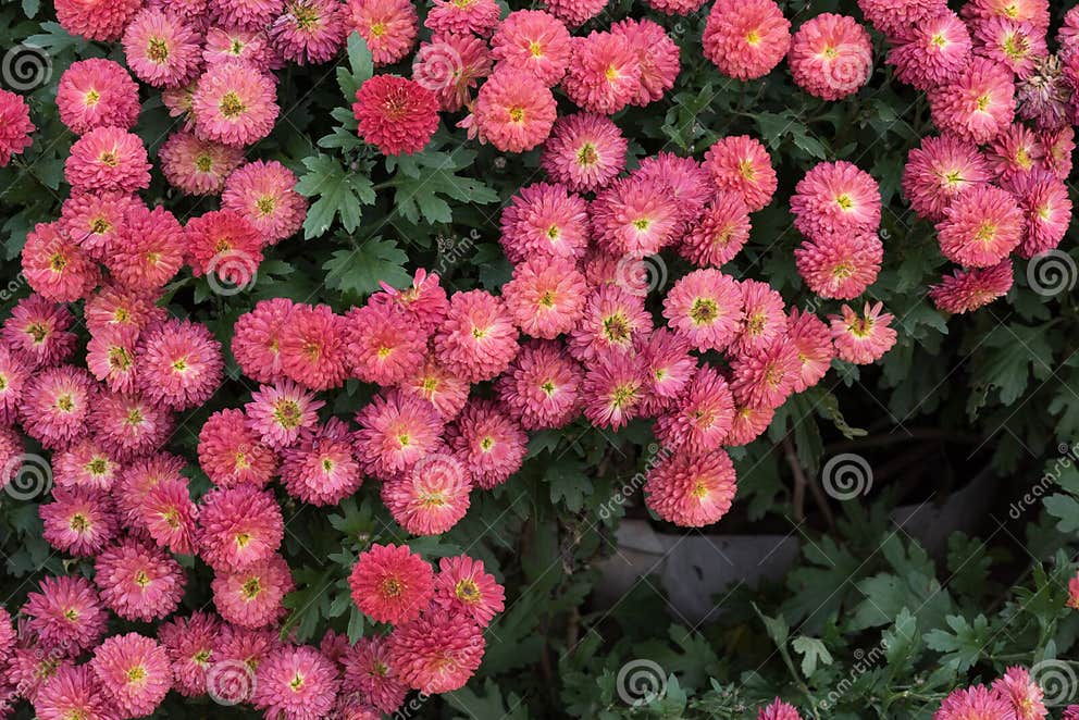 Chrysant stock afbeelding. Image of gebruikt, bloei - 104605065