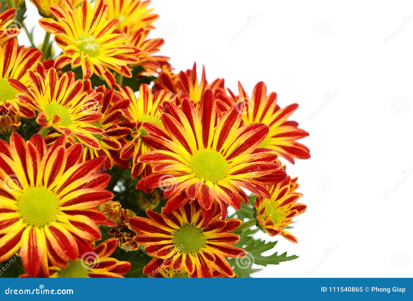 Chrysant stock afbeelding. Image of vrij, onschuld, zuiver - 111540865