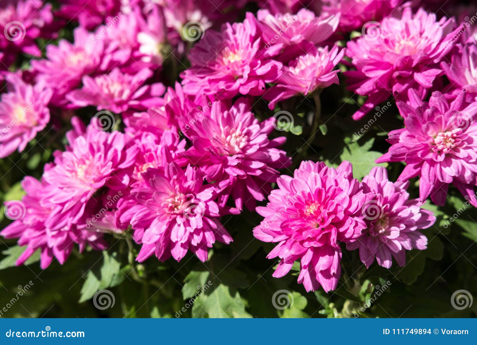 Chrysant stock foto. Image of helder, vers, chrysanten - 111749894