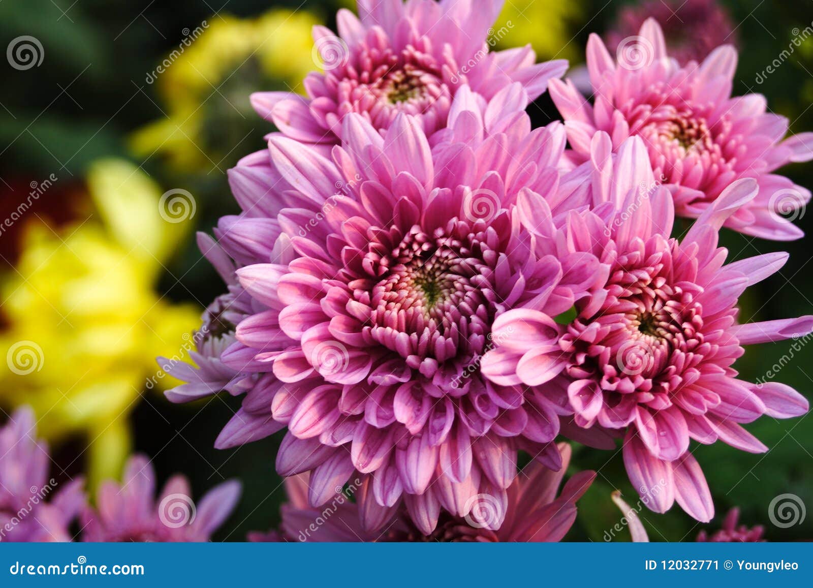 Chrysant stock afbeelding. Image of tuinieren, achtergronden - 12032771