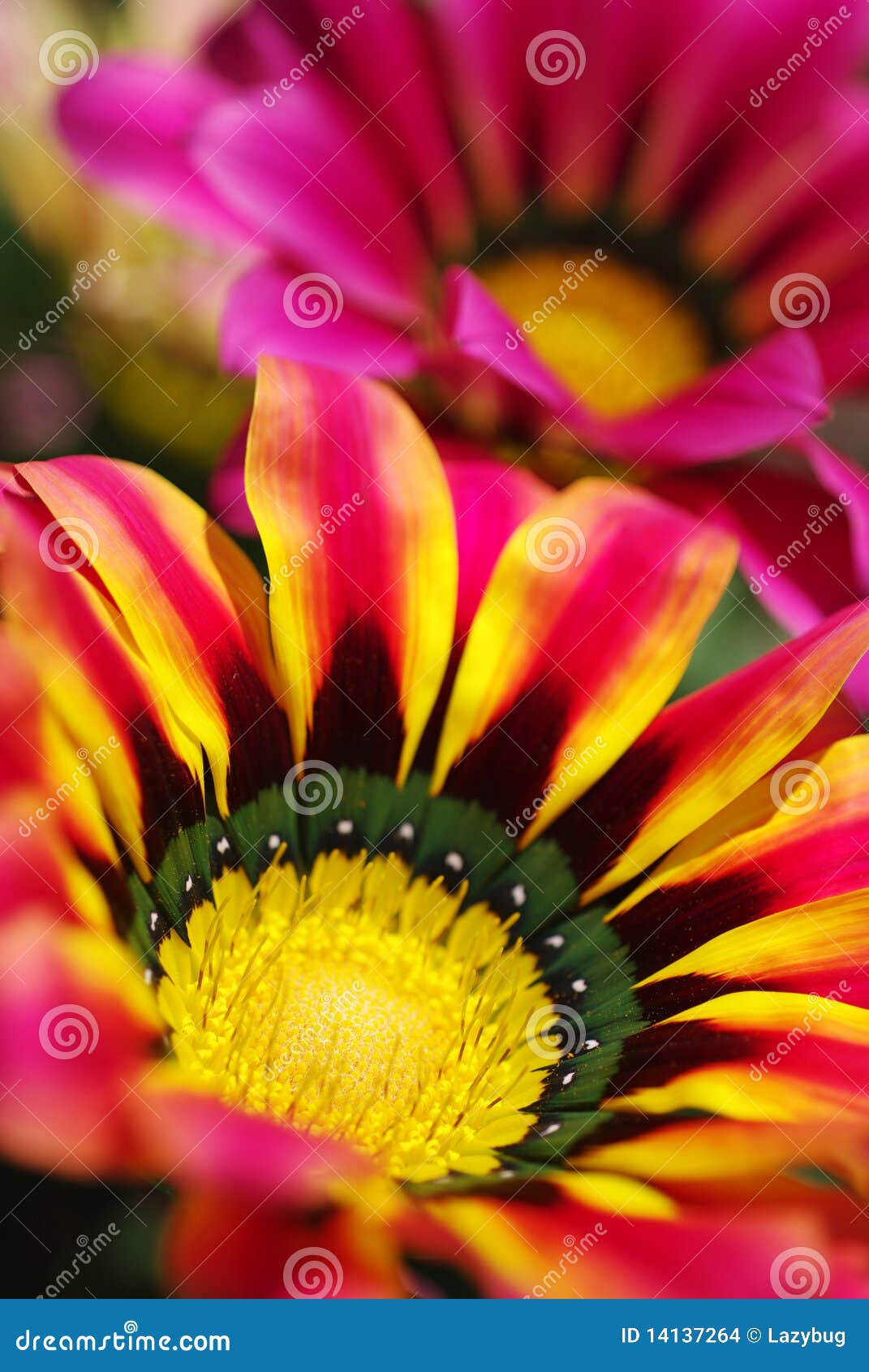 Chrysant stock foto. Image of bloemblaadje, multi, samenvatting - 14137264