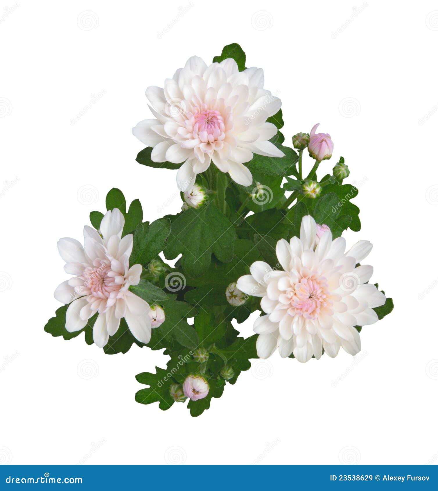 Chrysant stock afbeelding. Image of seizoen, romaans - 23538629