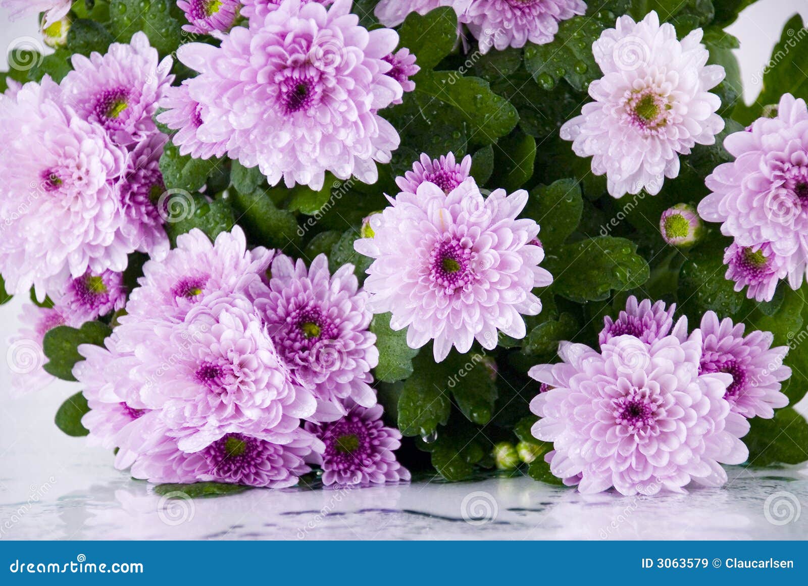 Chrysant stock afbeelding. Image of sering, kleur, bezinning - 3063579