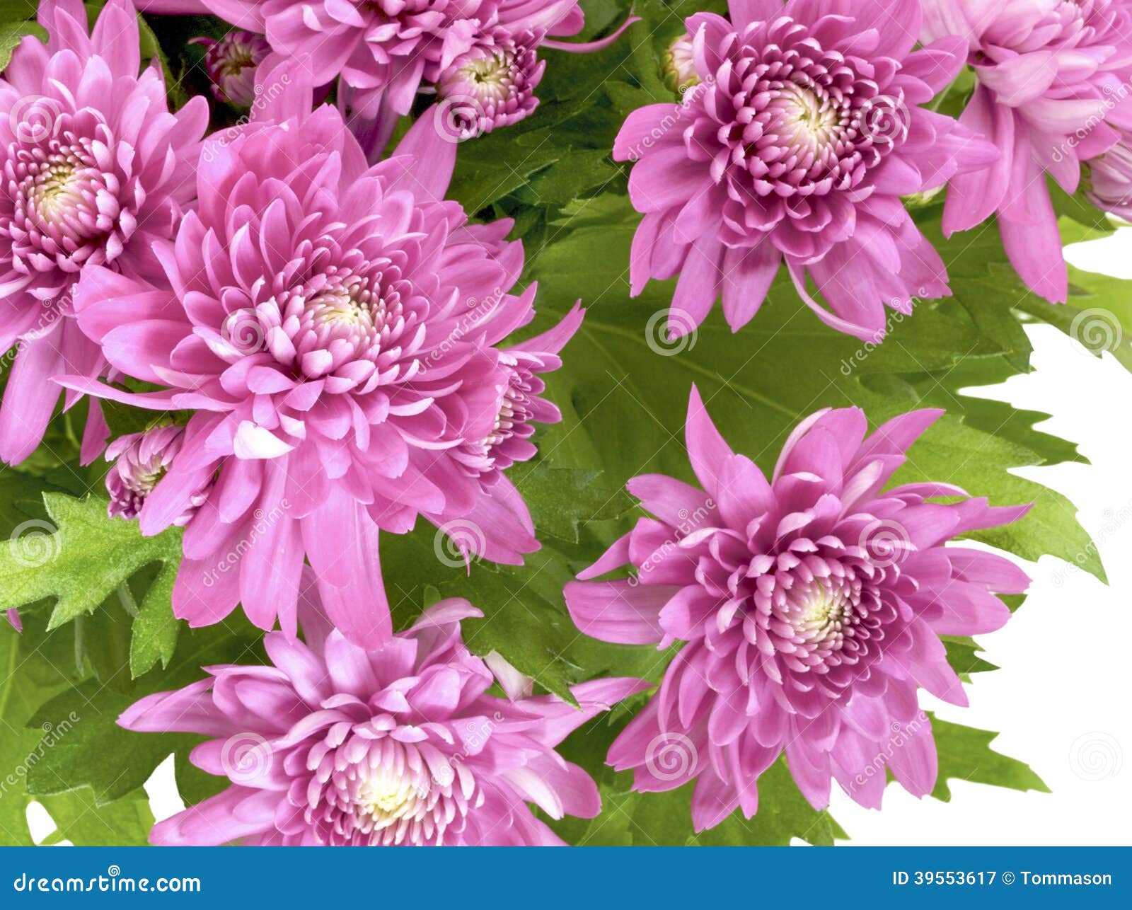 Chrysant stock afbeelding. Image of bloemen, vrij, bladeren - 39553617