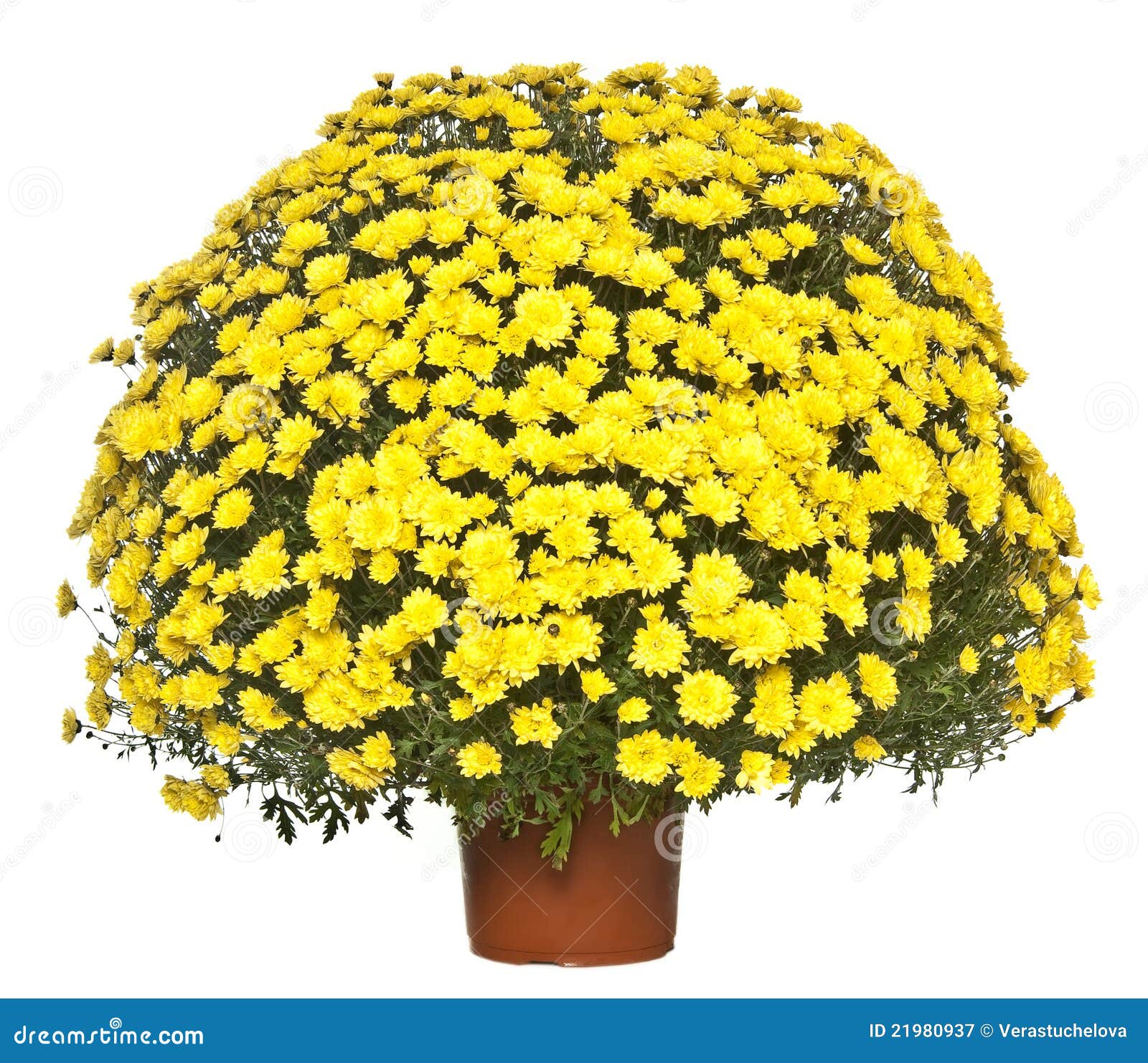 Chrysant in de bloempot stock afbeelding. Image of tuin - 21980937