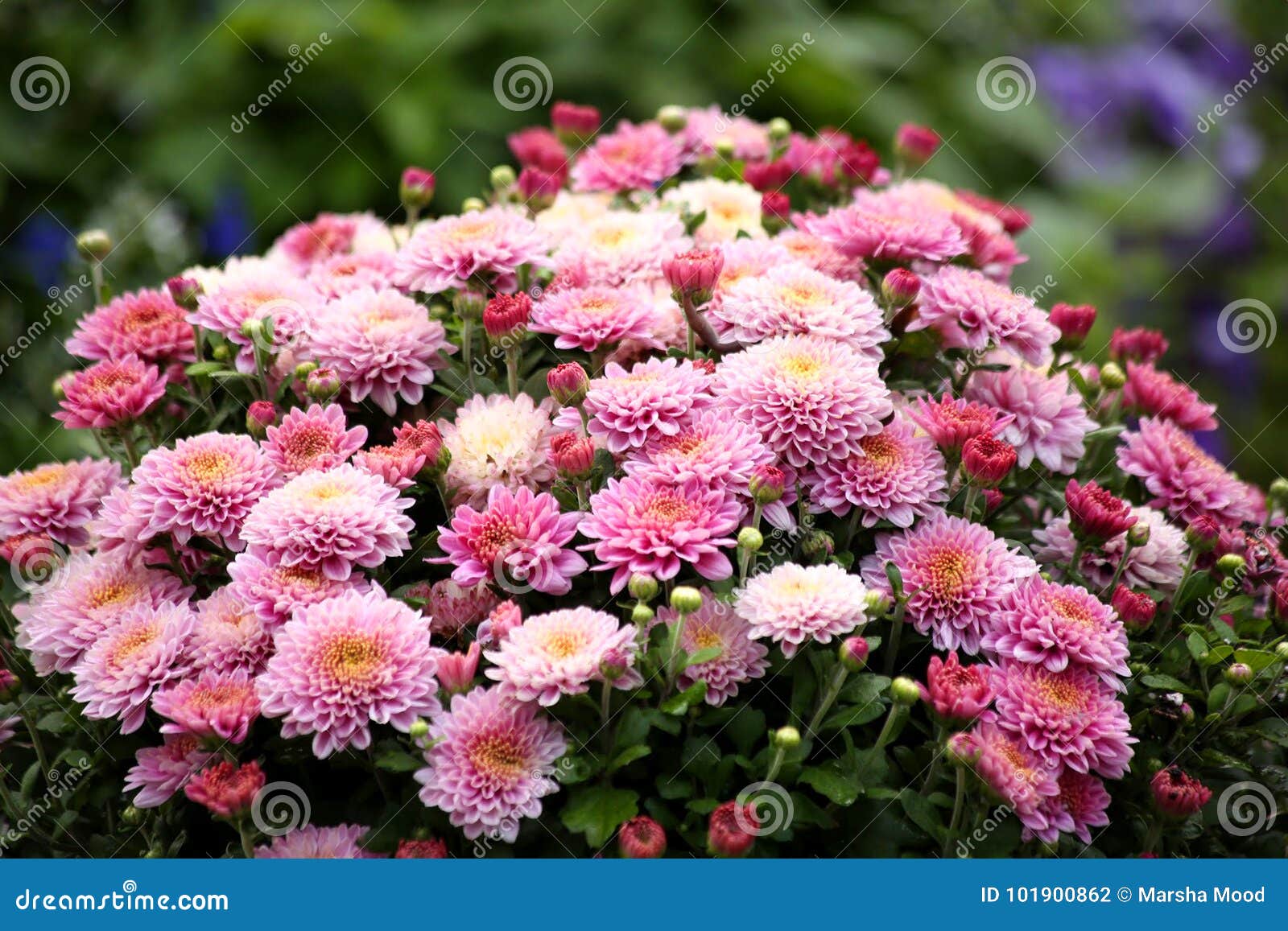 Chrysanten stock foto. Image of mooi, chrysanten, mallen - 101900862