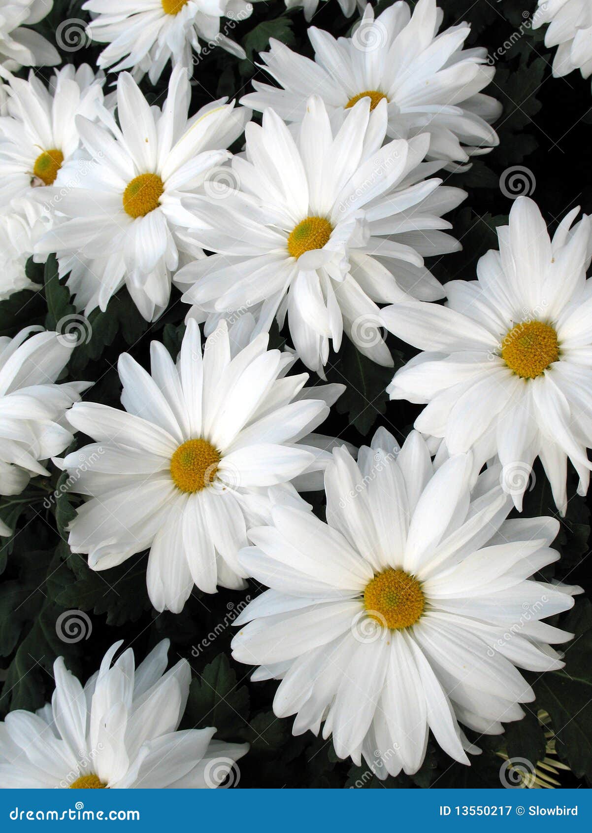 Chrysanten stock afbeelding. Image of sluit, madeliefje - 13550217