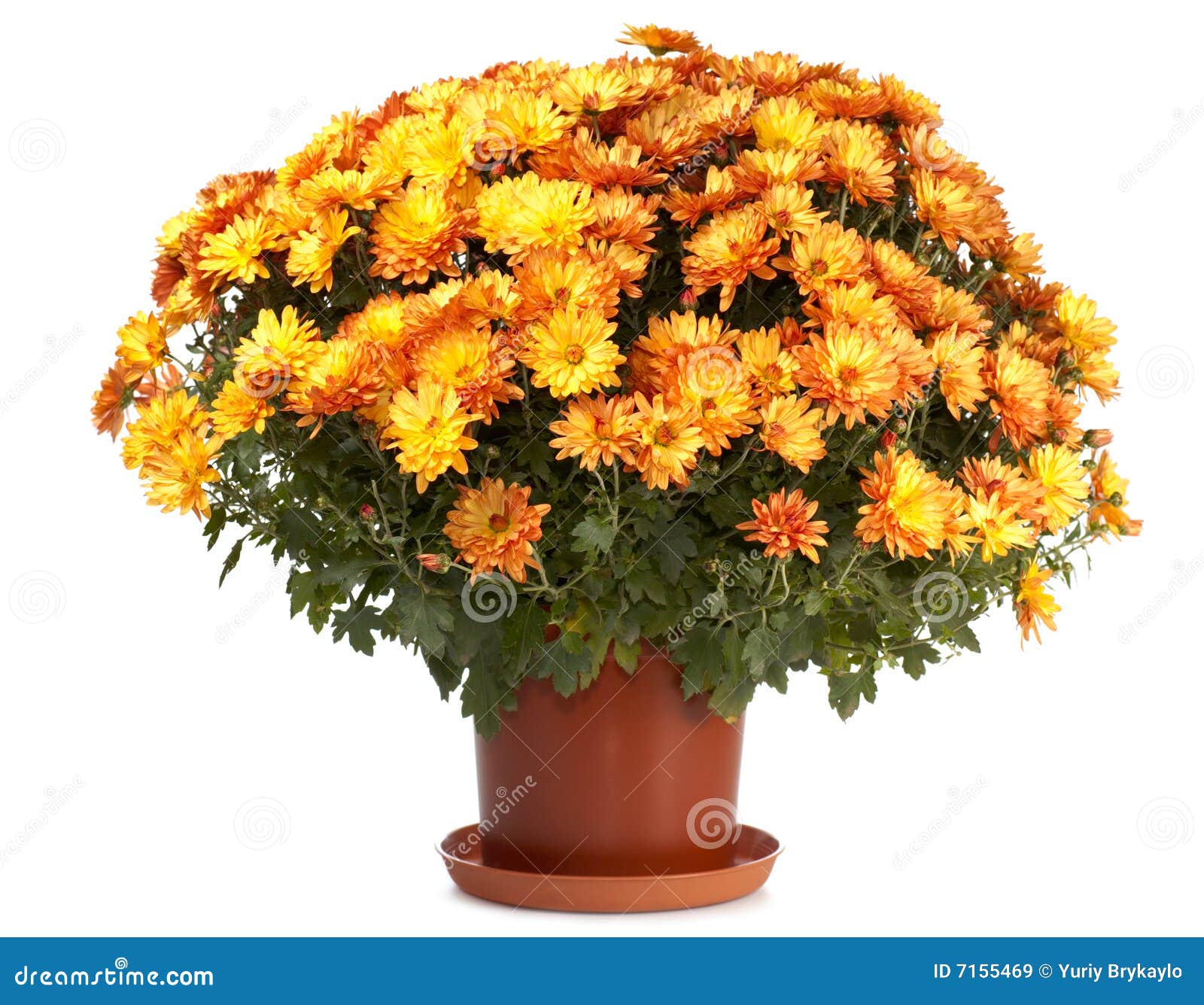 Chrysanten In Bloempot Royalty-vrije Stock Afbeeldingen - Afbeelding ...