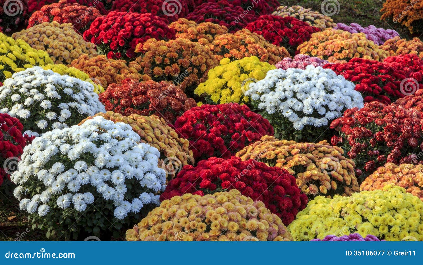 Chrysanten Van Diverse Kleuren Stock Afbeelding - Image of chrysanten ...