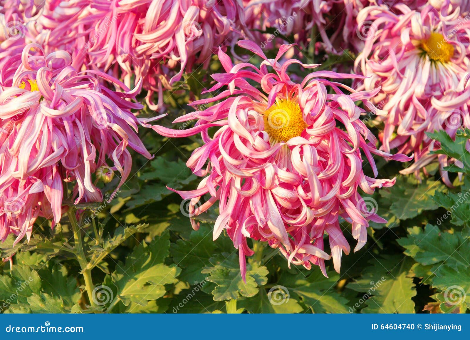 Chrysantenbloem stock foto. Image of bloesem, chrysant - 64604740