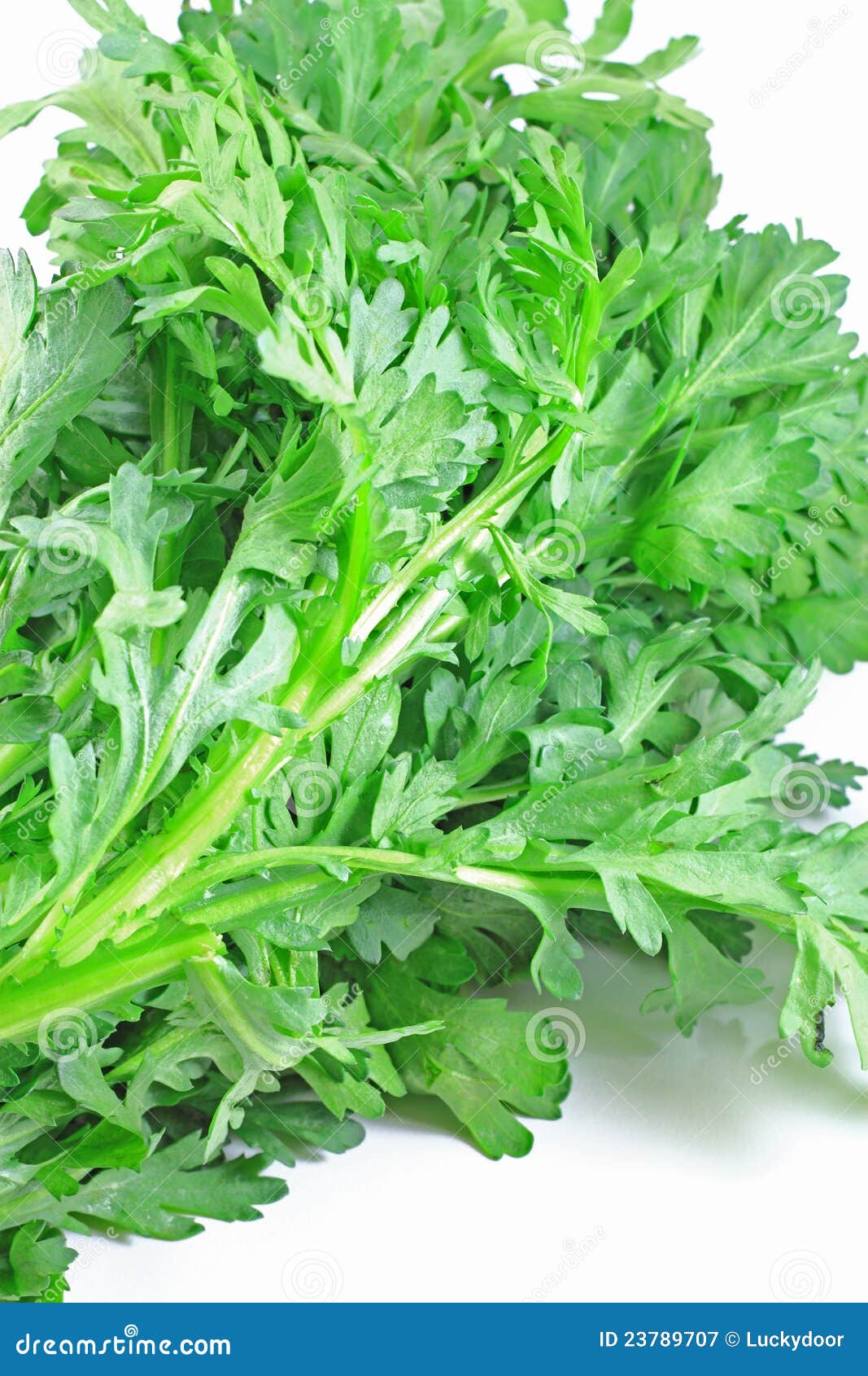 Chrysanth?me comestible image stock. Image du remède - 23789707