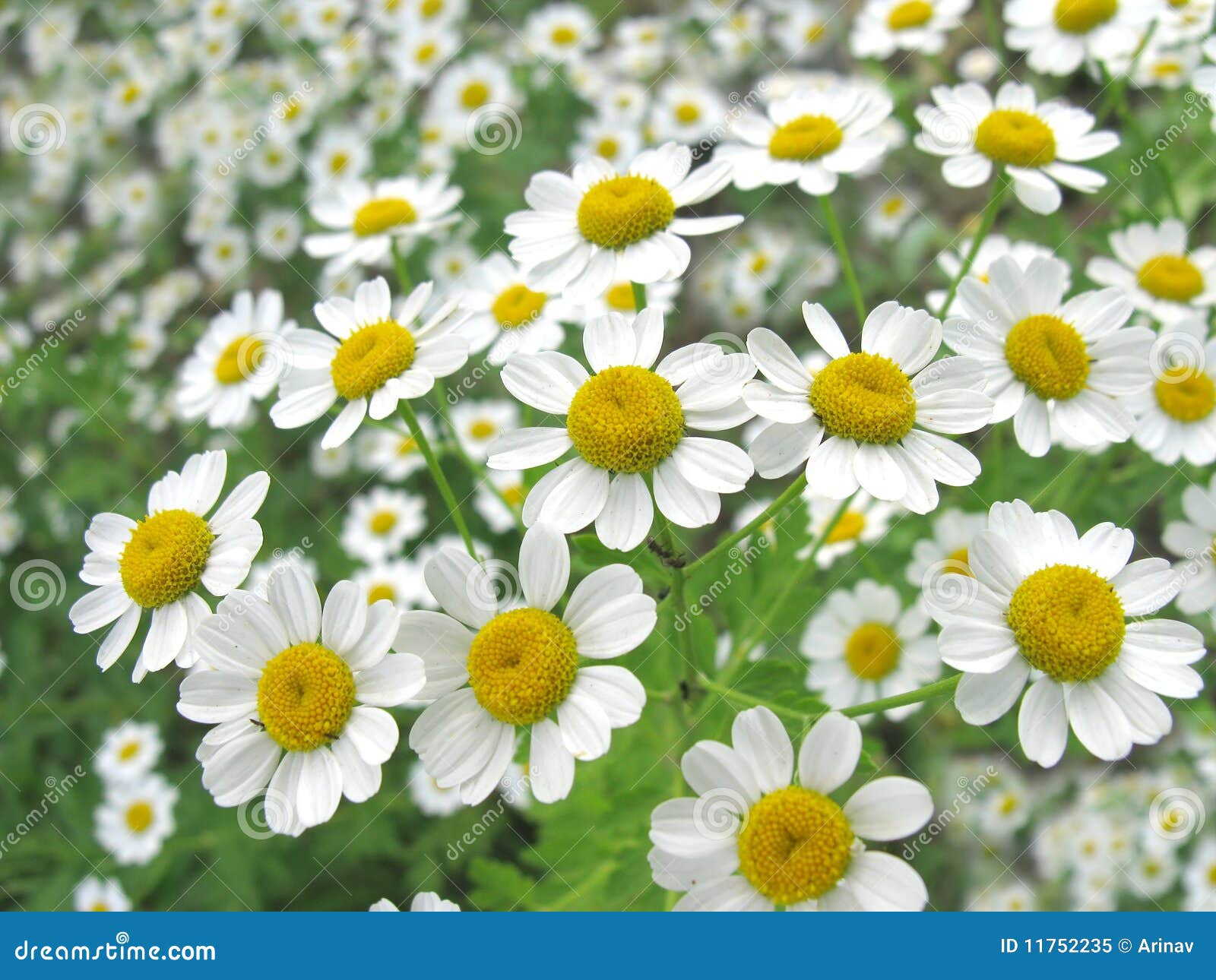 Chrysanthemum stock image. Image of small, plant, bouquet - 11752235