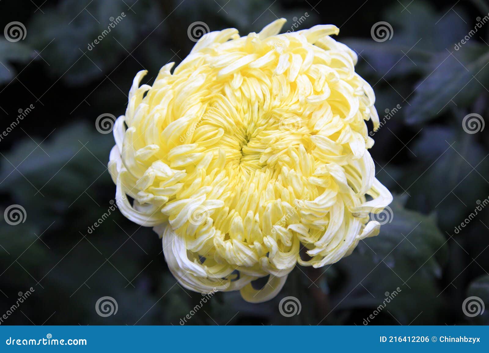 Blooming Chrysanthemums in the Garden Stock Photo - Image of beautiful ...