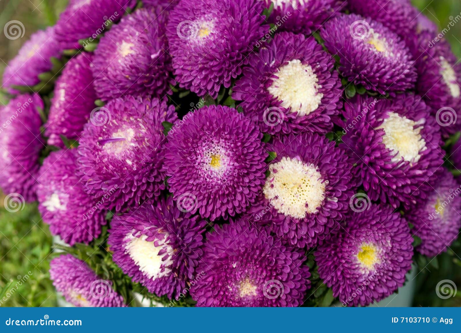 Chrysanthemum stock photo. Image of aromatic, flower, flowering - 7103710