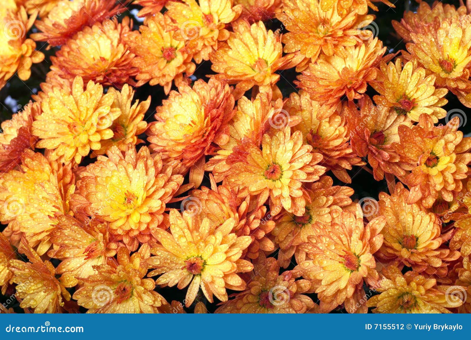 Chrysanthemum stock photo. Image of autumn, flowers, flower - 7155512