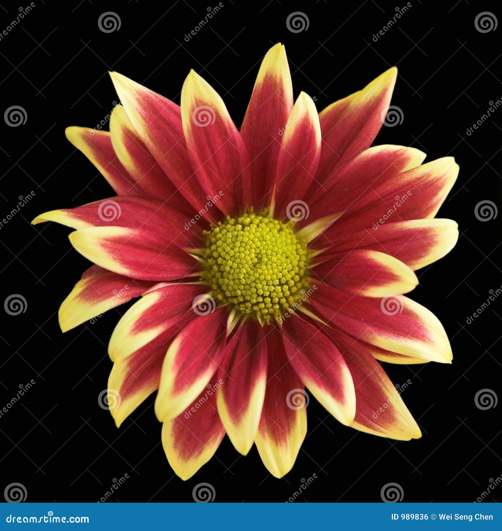 Chrysanthemum stock photo. Image of beauty, bloom, maroon - 989836