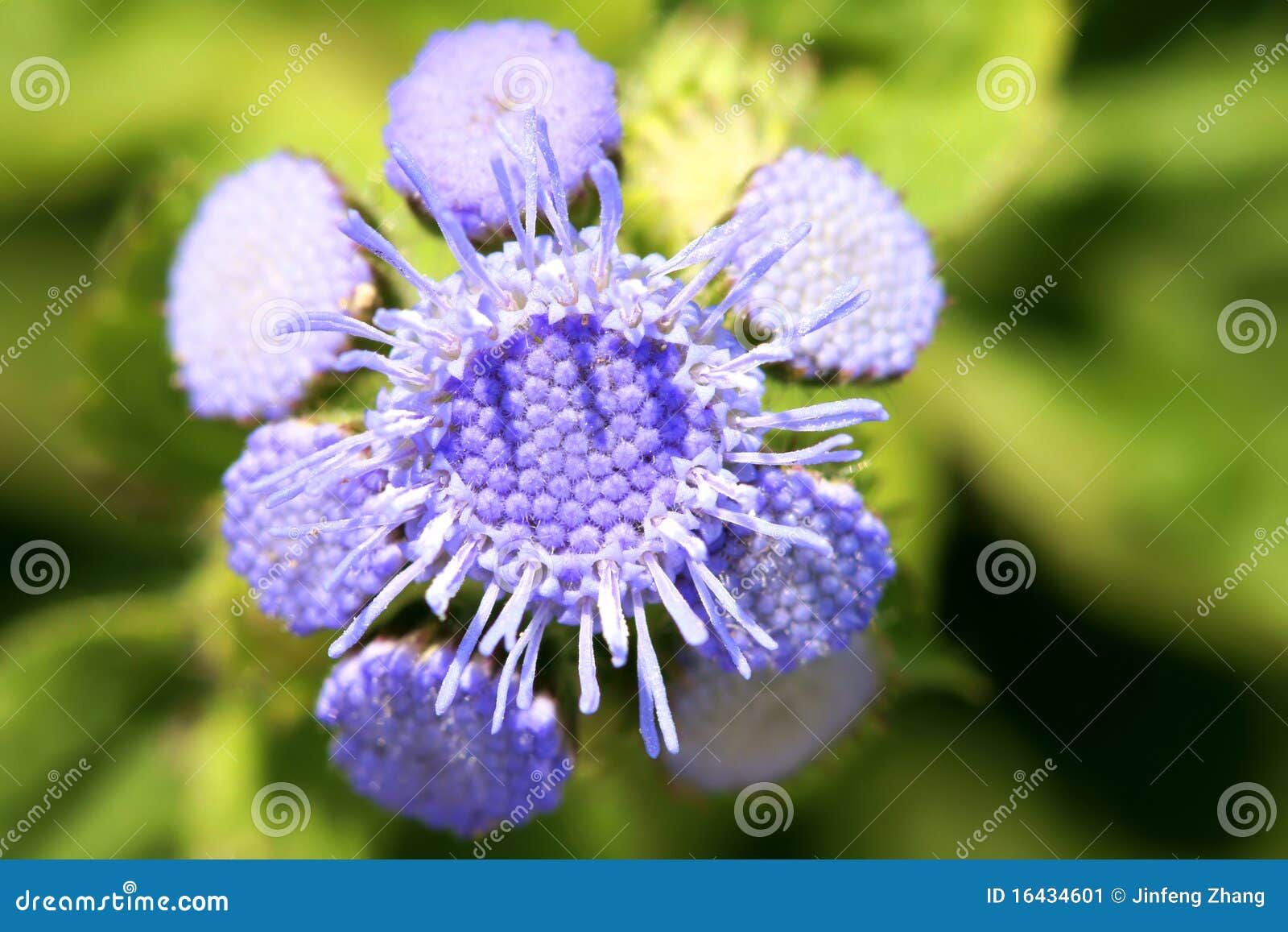 Chrysanthemum bud stock image. Image of floss, flowers - 16434601